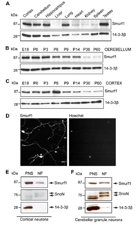 smurf1 expression in the brain and in neurons a lysates of the