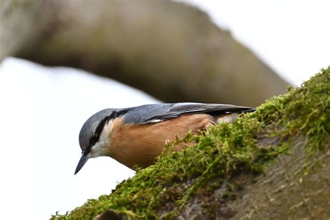 Bird Nuthatch Watching Free Photo On Pixabay