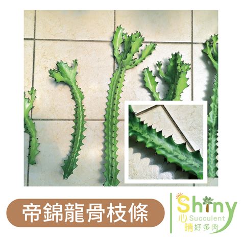 。shiny Succulent 心晴好多肉。【現貨】龍骨｜帝錦｜春峰｜風水植物｜大戟科｜龍骨枝條｜仙人掌 蝦皮購物