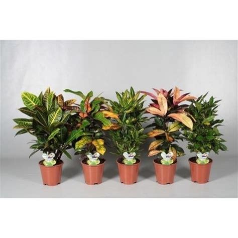 Vertes Croton Pot 17 Cm H65 Cm Schilliger