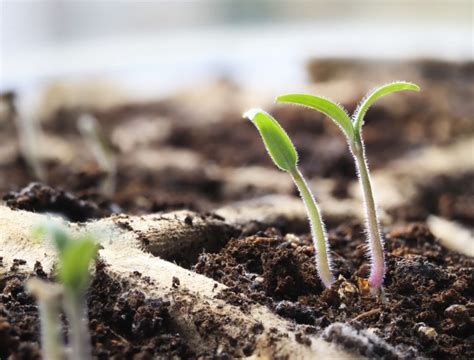 How To Germinate Seeds In Paper Towels Backyard Boss