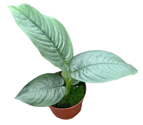 Schismatoglottis hendrikii — Plant Wholesale FlorAccess