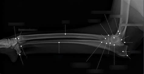 Forelimb 1 Diagram Quizlet