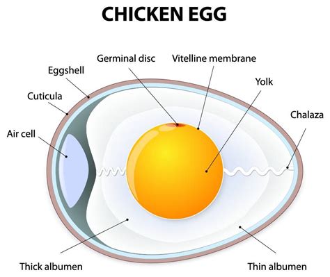 Parts Of A Chicken Egg Diagram Chicken Egg Anatomy Includes