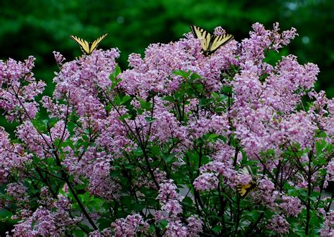 Dwarf Korean Lilac Tree Dwarf Korean Lilac Tree Raining Outside The