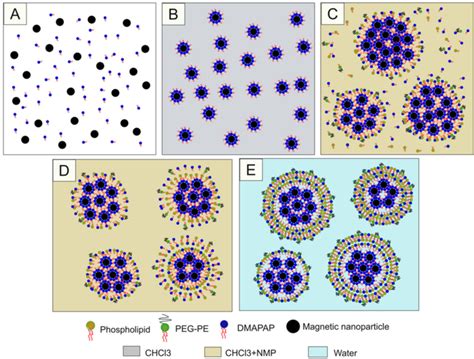 Figure 5 From Development Of Theranostic Cationic Liposomes Designed For Image Guided Delivery