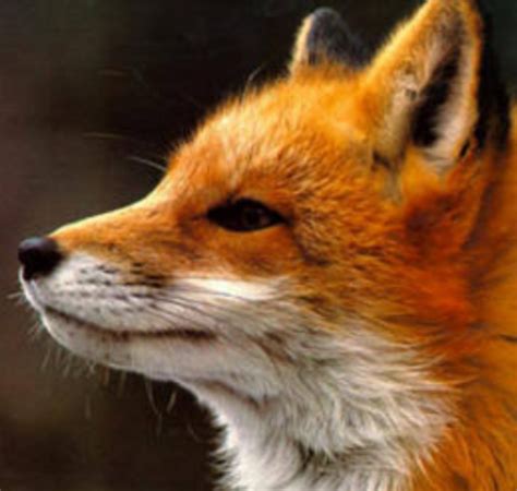 Create A Tierlist Dos Rpgs Do Cob Tier List Tiermaker