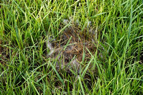 Il Blog Di Bestprato Consigli Di Giardinaggio Pratico Part 2
