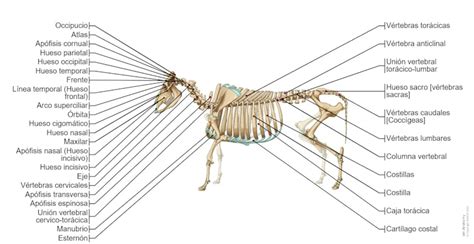 Osteología Bovina Anatomía Normal Vet Anatomy