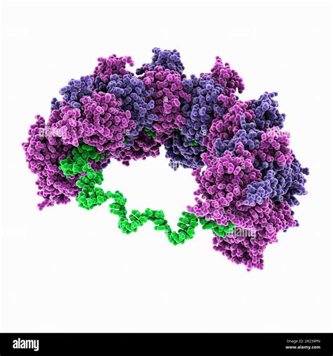 Rabies Virus Nucleoprotein Rna Complex Molecular Model Stock Photo Alamy