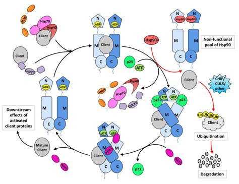 The Chaperone Cycle Of Hsp90 And Effects Of Hsp90 Inhibition Download