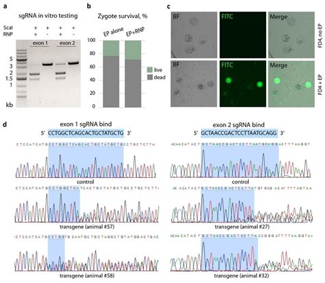 i gonad adaptation and testing a sgrna single guide rna in vitro
