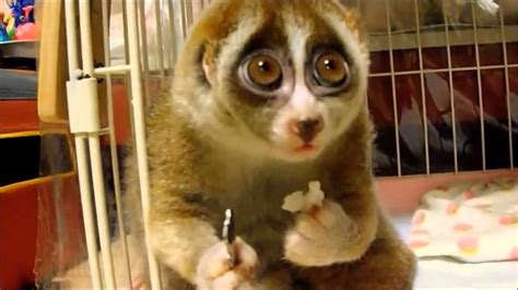 Con T L L Con G C I M I S Ng Con T L Vi T Nam