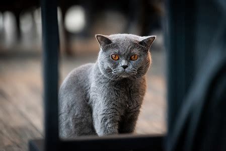 西伯利亚哈士奇狗和虎斑猫坐在一起高清图片下载 正版图片502979190 摄图网