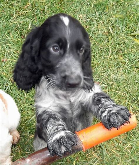 Cocker Spaniel Puppies For Sale Pets4homes Cocker Spaniel Puppies