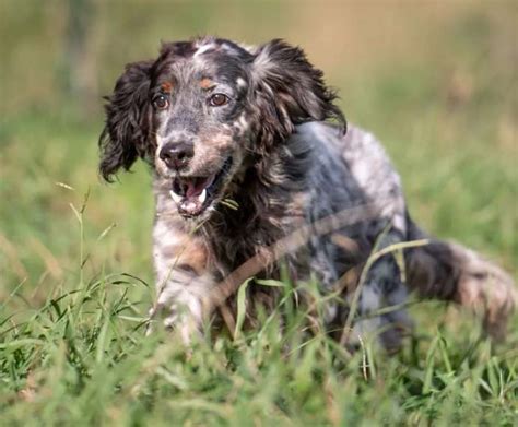 Tom 11 Year Old Male English Setter Available For Adoption