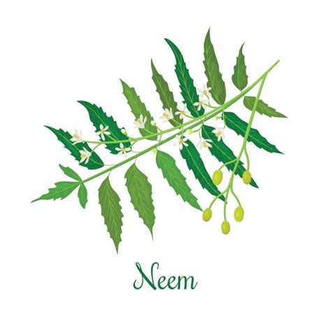 Neem Leaf Clipart 10 Free Cliparts Download Images On Clipground 2024