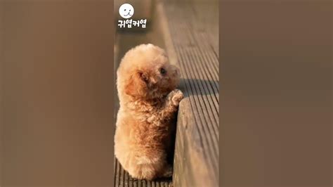 작고 소중한 강아지 Shorts Youtube