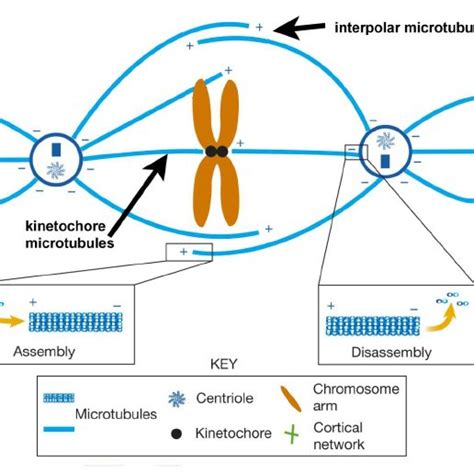 Pdf Role Of Eg5 Regulation And Motor Properties In Bipolar Spindle