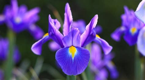 How To Plant Grow And Care For Iris Flowers