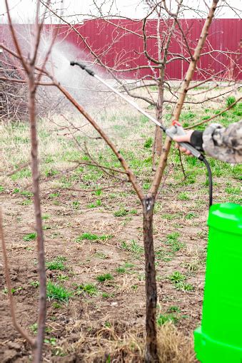 정원사는 봄에 정원에서 배터리로 작동되는 분무기로 과일 나무와 관목을 처리합니다 식물과 나무병의 예방 건강관리와 의술에 대한 스톡 사진 및 기타 이미지 Istock