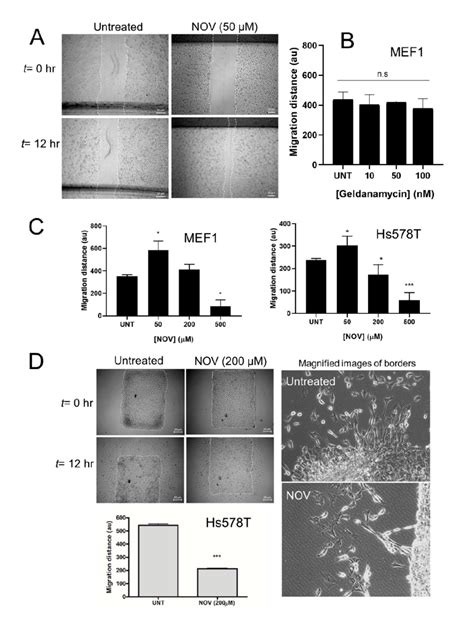 Effect Of Hsp90 On Cell Migration Of Fibroblasts And Breast Cancer