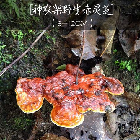 神农架高山天然野生赤灵芝直径8 12cm正品野林芝250g包邮 虎窝淘