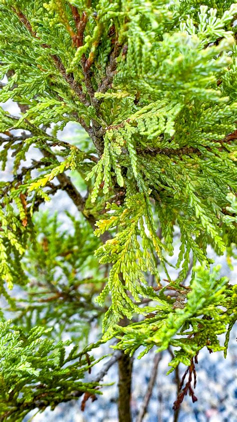 Botánica Sur Viverismo De Arboles Y Plantas Nativas Del Bosque Chileno