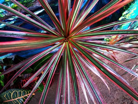 Naturalism The Eighth Sense A Study On Radial Symmetry In Plants San