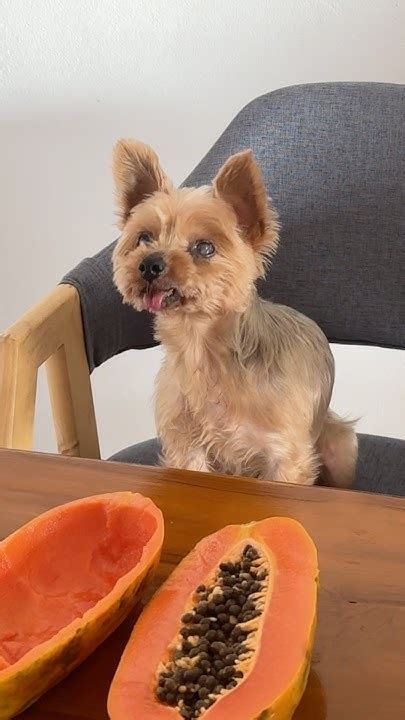 🐶 코코의 파파야 먹방 🥭🌿 Youtube