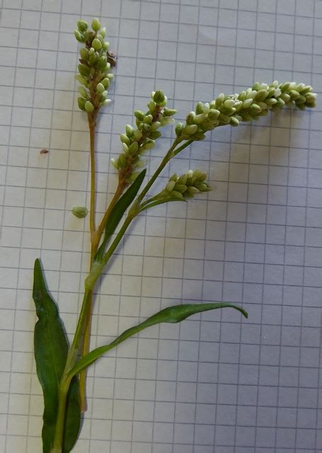 Polygonum Persicaria Pollen Wiki
