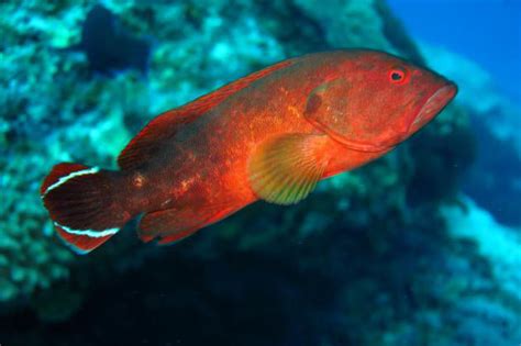 Red V Tail Grouper Size Ml 3 To 4 Violet Aquarium