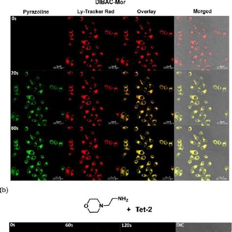 Spatiotemporally Controlled Imaging Of Lysosomes Via Morpholinedirected