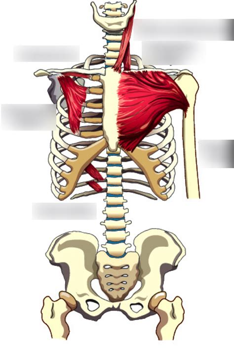 Chest Muscles Diagram Diagram Quizlet