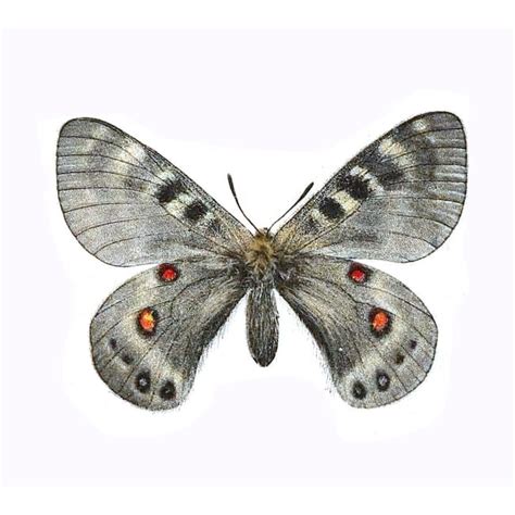 Parnassius Styx Biomes