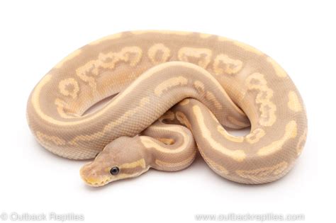 Banana Cinnamon Ball Python