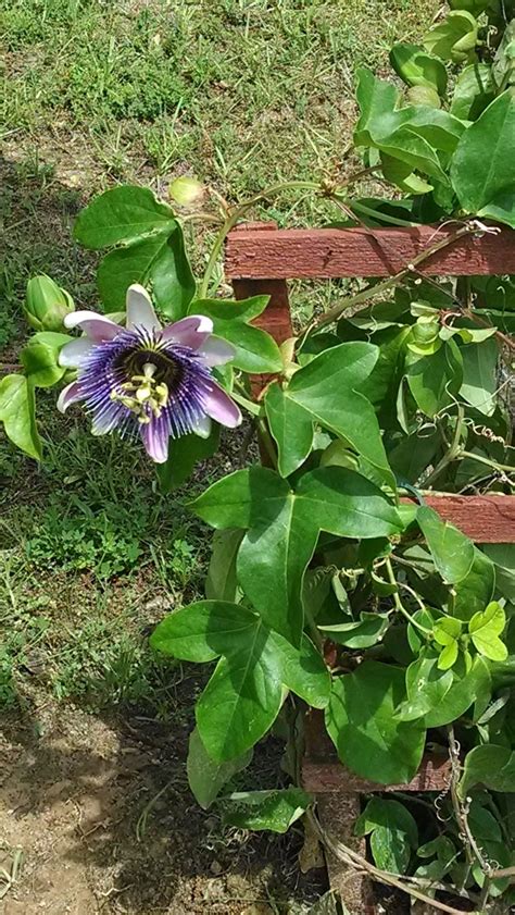 My Passion Flower Vine Passion Flower Vines Flowering Vines