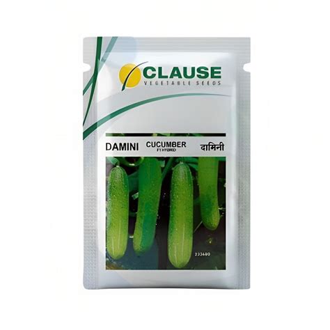 Hm Clause Damini F1 Hybrid Cucumber Seed Cultree India