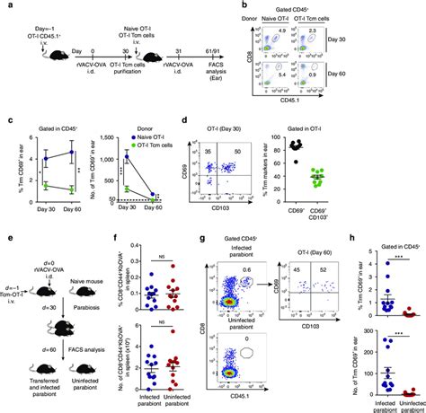 Plasticity Of Central Memory T Cells To Become Trm Cells Upon Viral