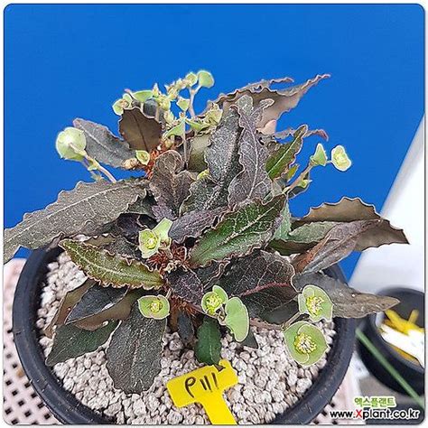 유포르비아 프랑코이시euphorbia Francoisiieuphorbia Francoisii 아프리카식물africa