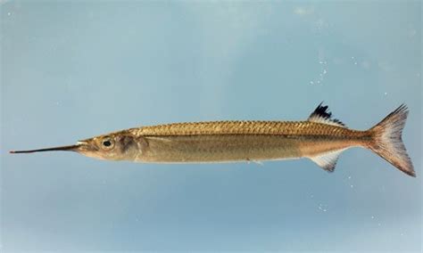 American Halfbeak Chesapeake Bay Program