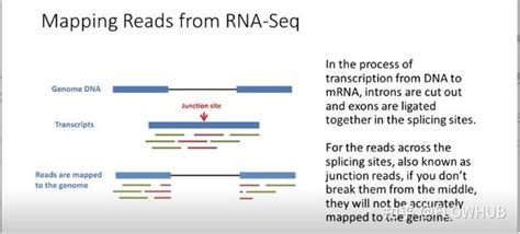 Rna测序数据回贴与组装 （rna Seq Mappingand Assembling） 知乎