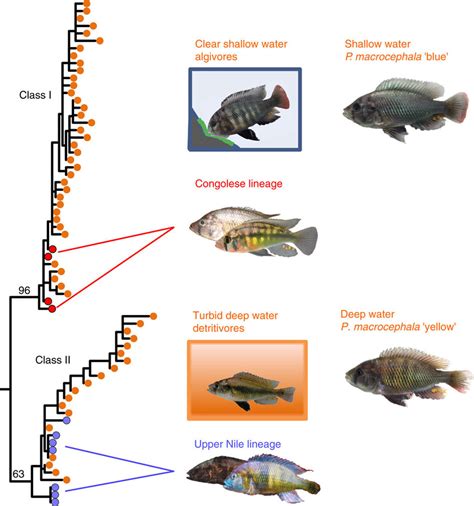 Hybridization And Adaptive Radiations The Molecular Ecologist