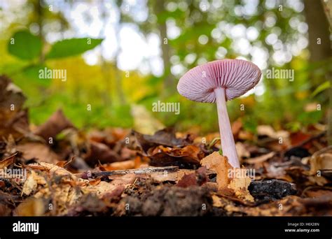 Trees In Different Seasons Stock Photo Alamy