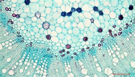 Comment les cellules les tissus et les organes sont ils liés