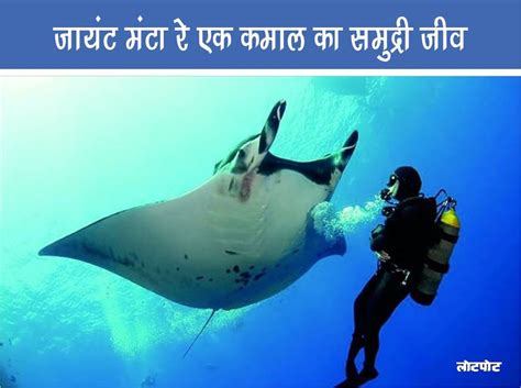 जायंट मंटा रे Giant Manta Ray अद्भुत समुद्री जीव