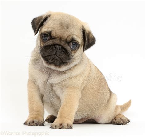Dog Pug Puppy Sitting Photo Wp41976