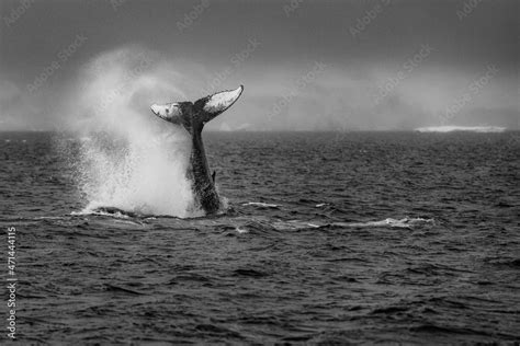 Foto De Black And White Image Of A Humpback Whale Breaching The Surface