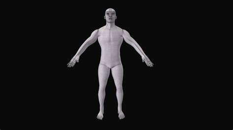 Zygote Cad 3d Male Muscular Skeletal Model Medically 53 Off