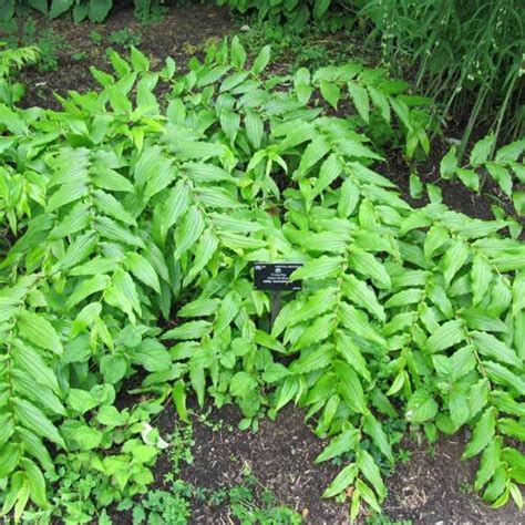 キイジョウロウホトトギス（紀伊上﨟杜鵑草） Tricyrtis Macranthopsisの特徴育て方花言葉